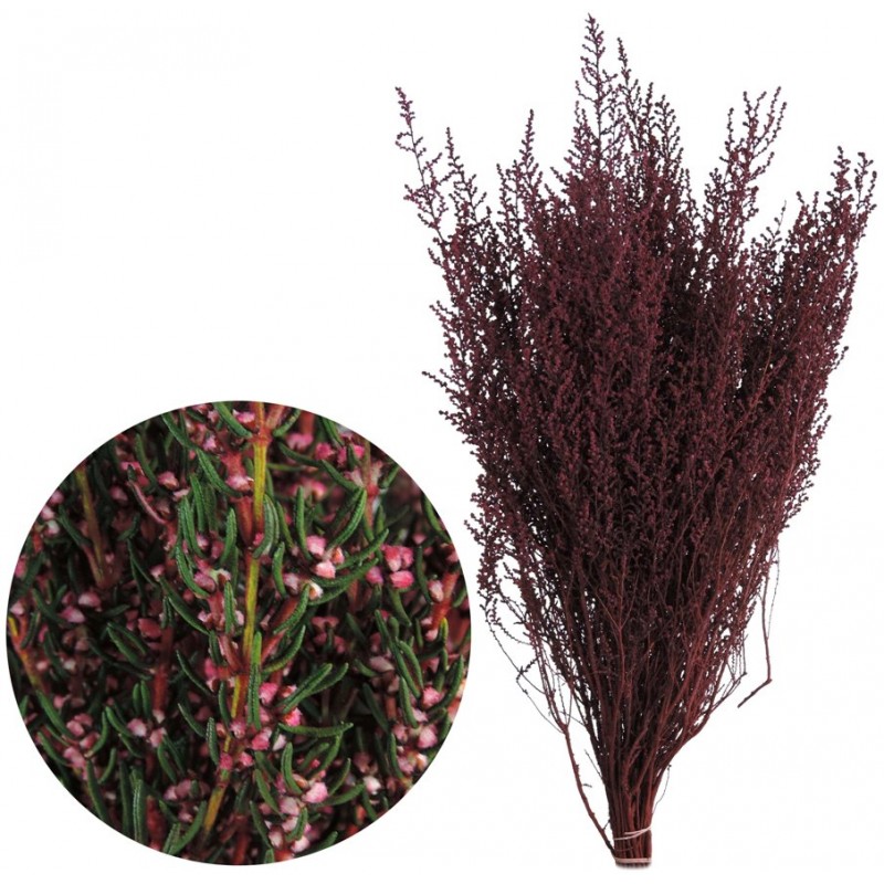 Grabia 30-60 cm Rosa